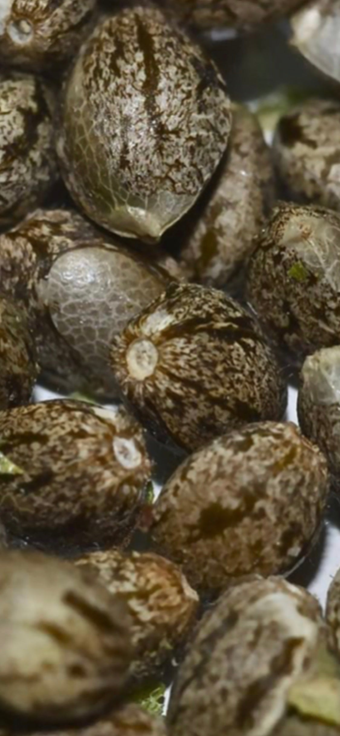 Tiger Autoflower – Tiger Autoflower Seeds