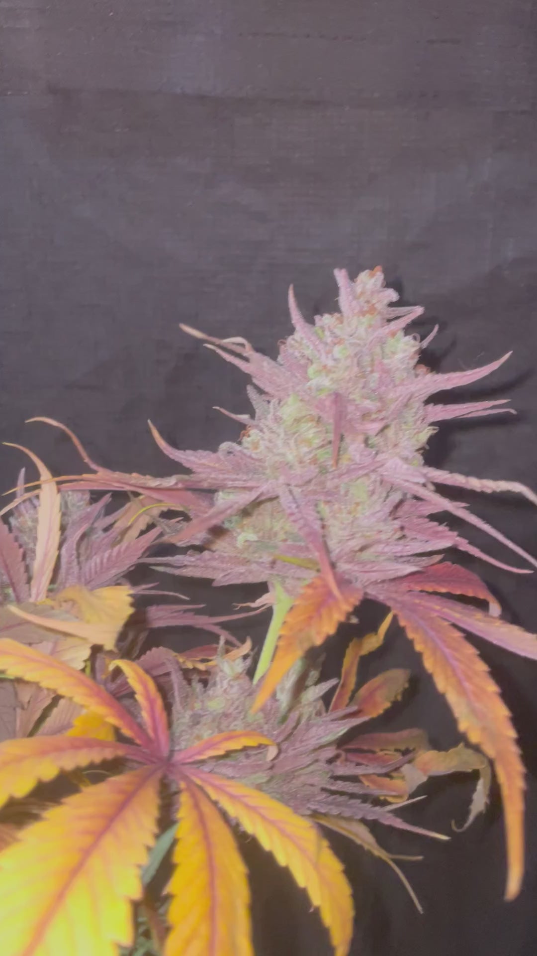 Sour Diesel x Jelousy Photoperiod 4 pack Best Tasting Strains High THC ...